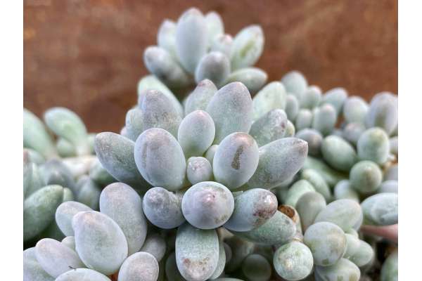 Pachyphytum | Giromagi cactus and succulents | Buy plants online