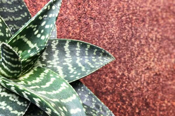Gasteraloe | Giromagi cactus and succulents | Buy plants online