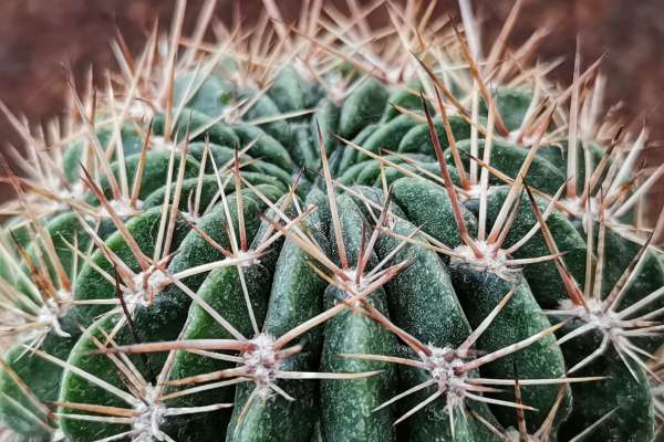 Lobivia | Giromagi cactus and succulents | Buy plants online