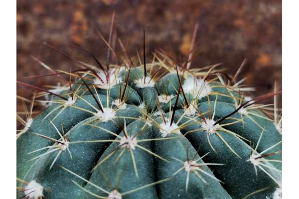 Notocactus | Giromagi cactus and succulents | Buy plants online