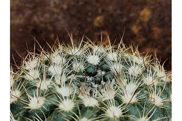 Notocactus | Giromagi cactus and succulents | Buy plants online