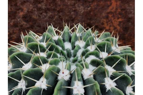Notocactus | Giromagi cactus and succulents | Buy plants online
