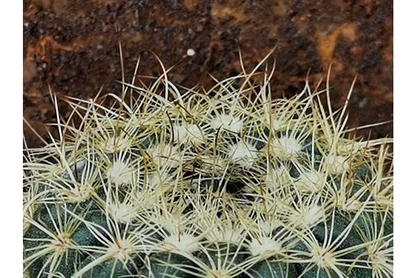 Notocactus | Giromagi cactus and succulents | Buy plants online