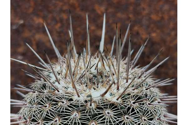 Notocactus | Giromagi cactus and succulents | Buy plants online
