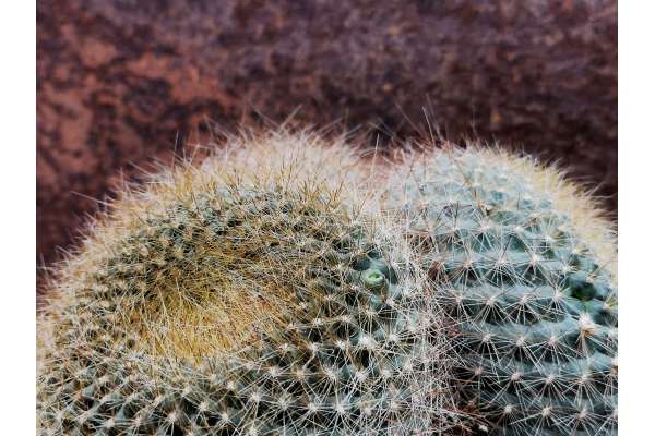 Notocactus | Giromagi cactus and succulents | Buy plants online