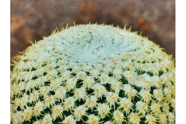 Thelocephala | Giromagi cactus and succulents | Buy plants online