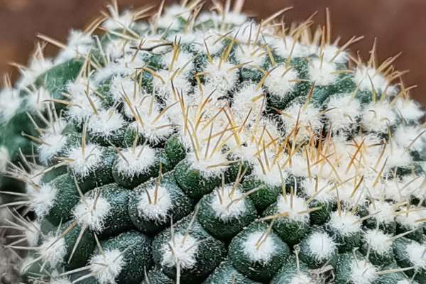 Notocactus | Giromagi cactus and succulents | Buy plants online