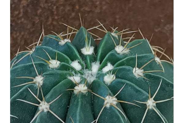 Notocactus | Giromagi cactus and succulents | Buy plants online