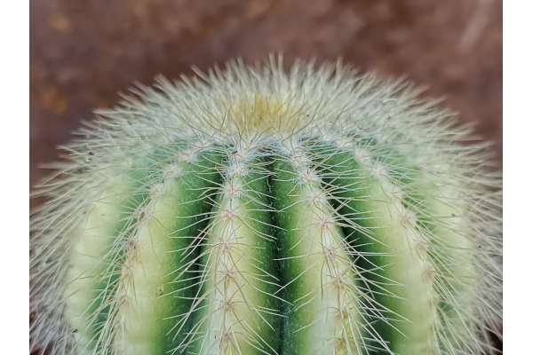 Notocactus | Giromagi cactus and succulents | Buy plants online