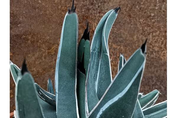 Agave | Giromagi cactus and succulents | Buy plants online