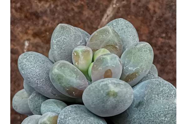 Pachyphytum | Giromagi cactus and succulents | Buy plants online