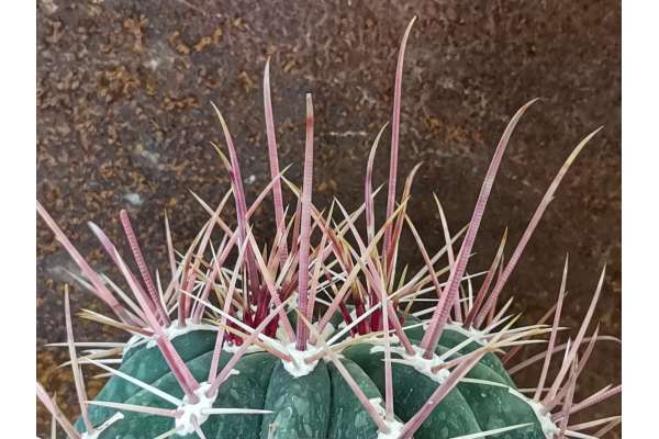 Ferocactus | Giromagi cactus and succulents | Buy plants online
