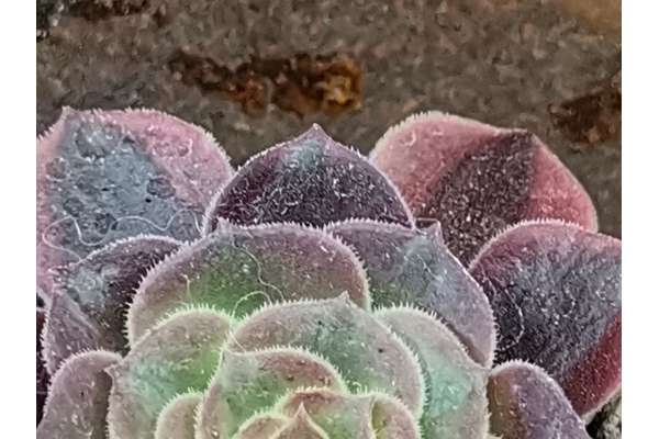 Aeonium | Giromagi cactus and succulents for sale | Buy plants online